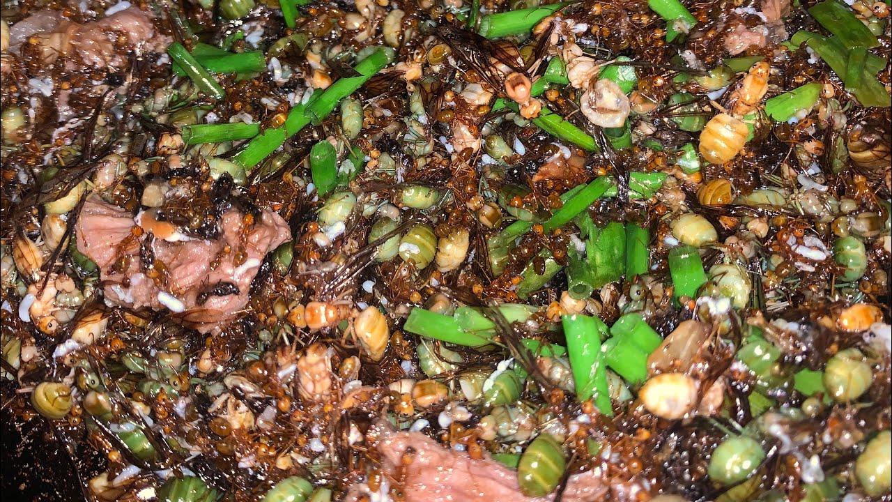 How to cooking fried beef with ant /របៀបឆា/លីងពងអង្រ្កង - YouTube