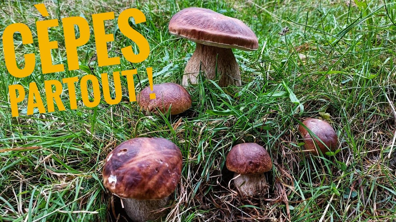 Des cèpes partout. Spot incroyable ! +cèpe énorme !#champignons # ...