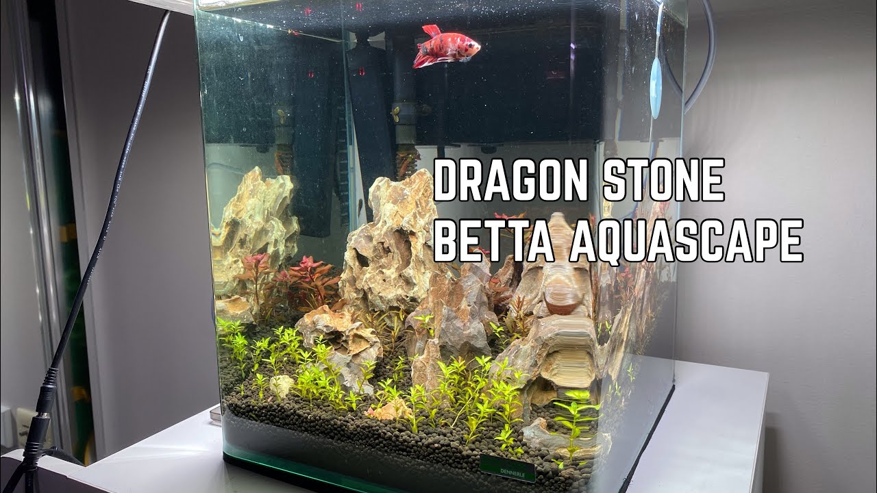 Cube aquascape for betta fish! | JWA - YouTube