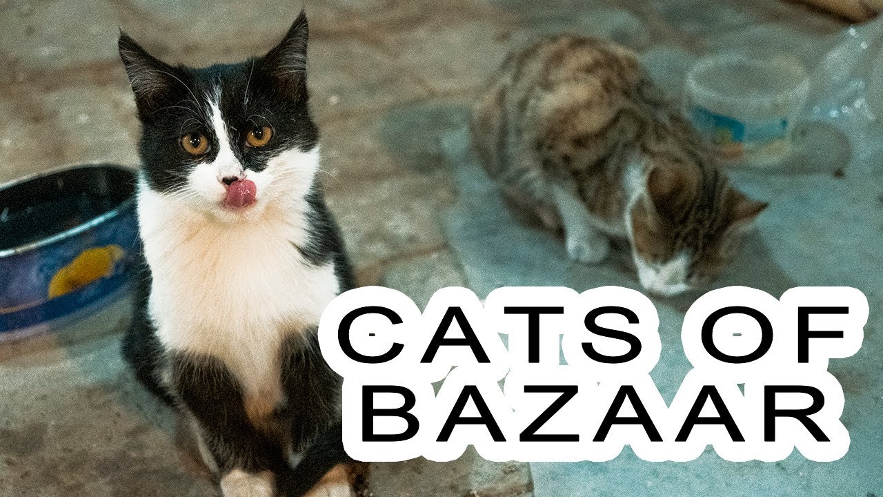 Cats of Iran | walking in Arak Bazaar | Iran 2022 - YouTube