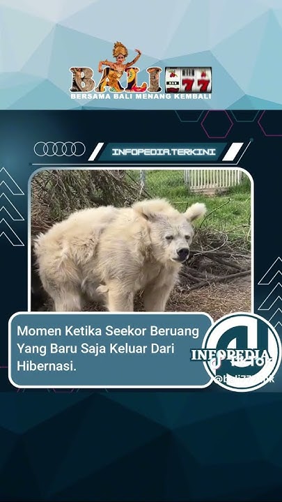 Info Pedia Terkini Inilah Momen Ketika Se Ekor Beruang Baru Saja Bangkit Dari Hibernasi ! - YouTube