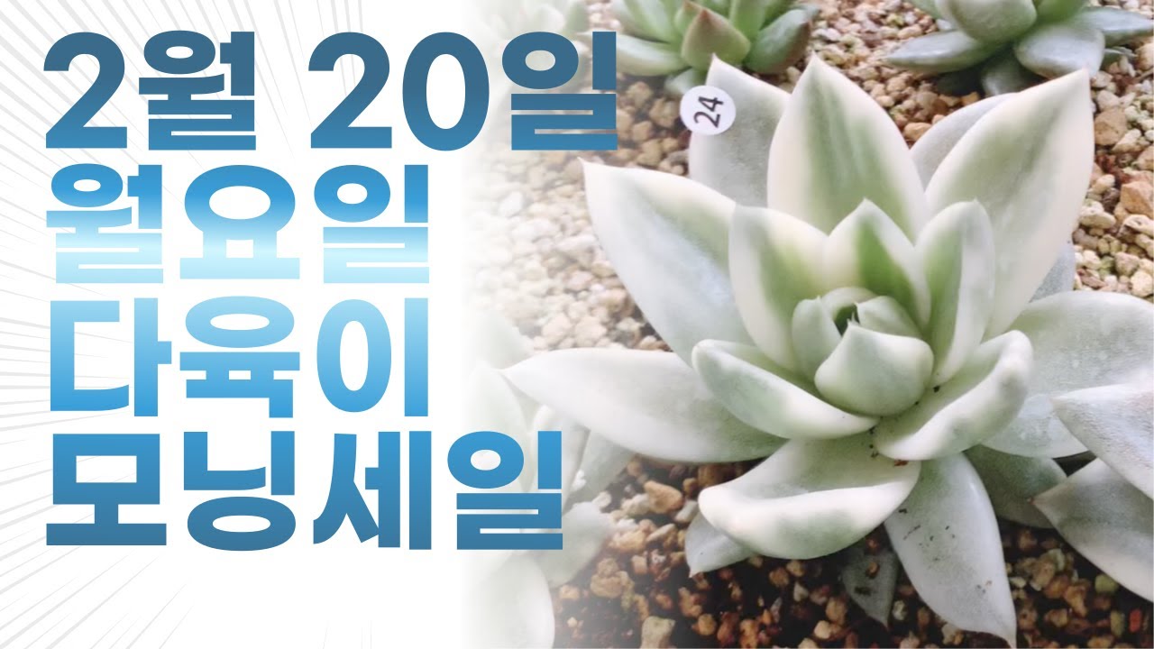 판매완료 2월 20일 💎월요일 다육이 모닝세일💎 다육이 금다육 다육이창 다육이키우기 Youtube