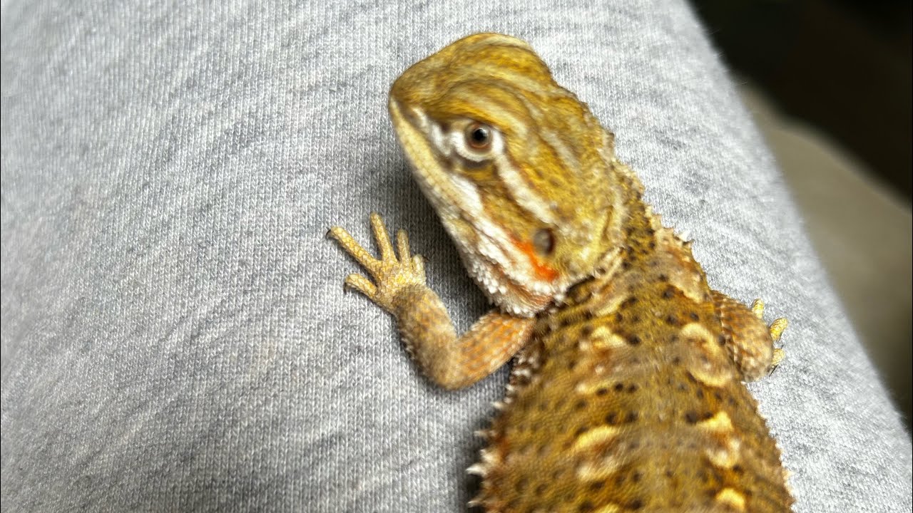 “Meet Moana the rankins dragon 🐉 “! - YouTube