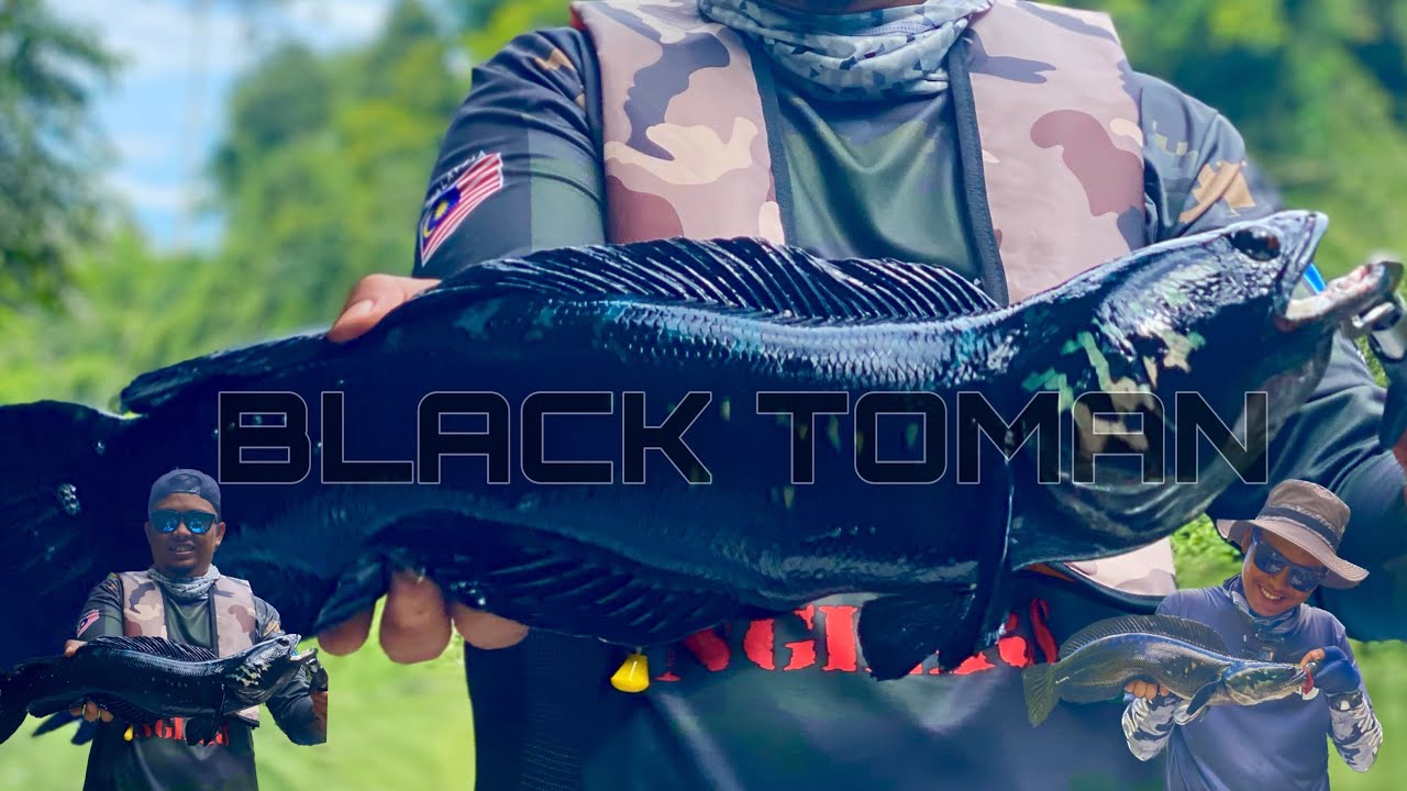 THE BLACK TOMAN MALAYSIA | SNAKEHEAD | OZMY | SNKHD | DAIWA | SHIMANO ...