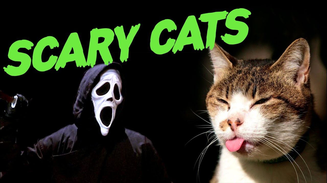 🐾 Scary Cats | Gatos de miedo | Gatti spaventosi | Chats Effrayants ...