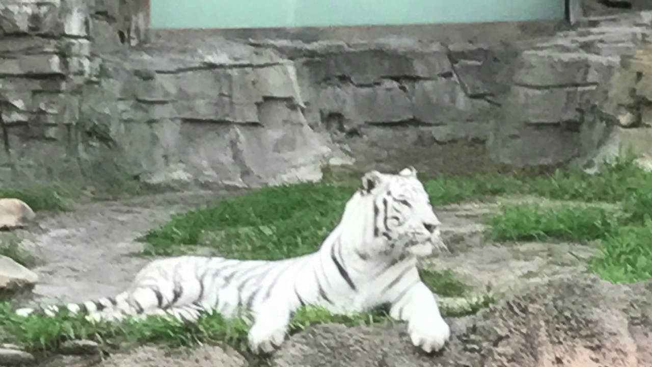 Animal Encounters at Busch Gardens - YouTube