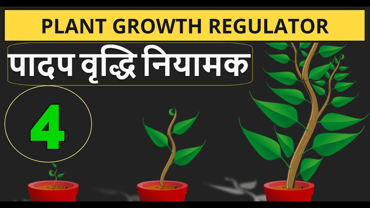 lec-4,Plant growth regulator (PGR),BIOLOGY MPPAT BY ASHISH SIR - YouTube