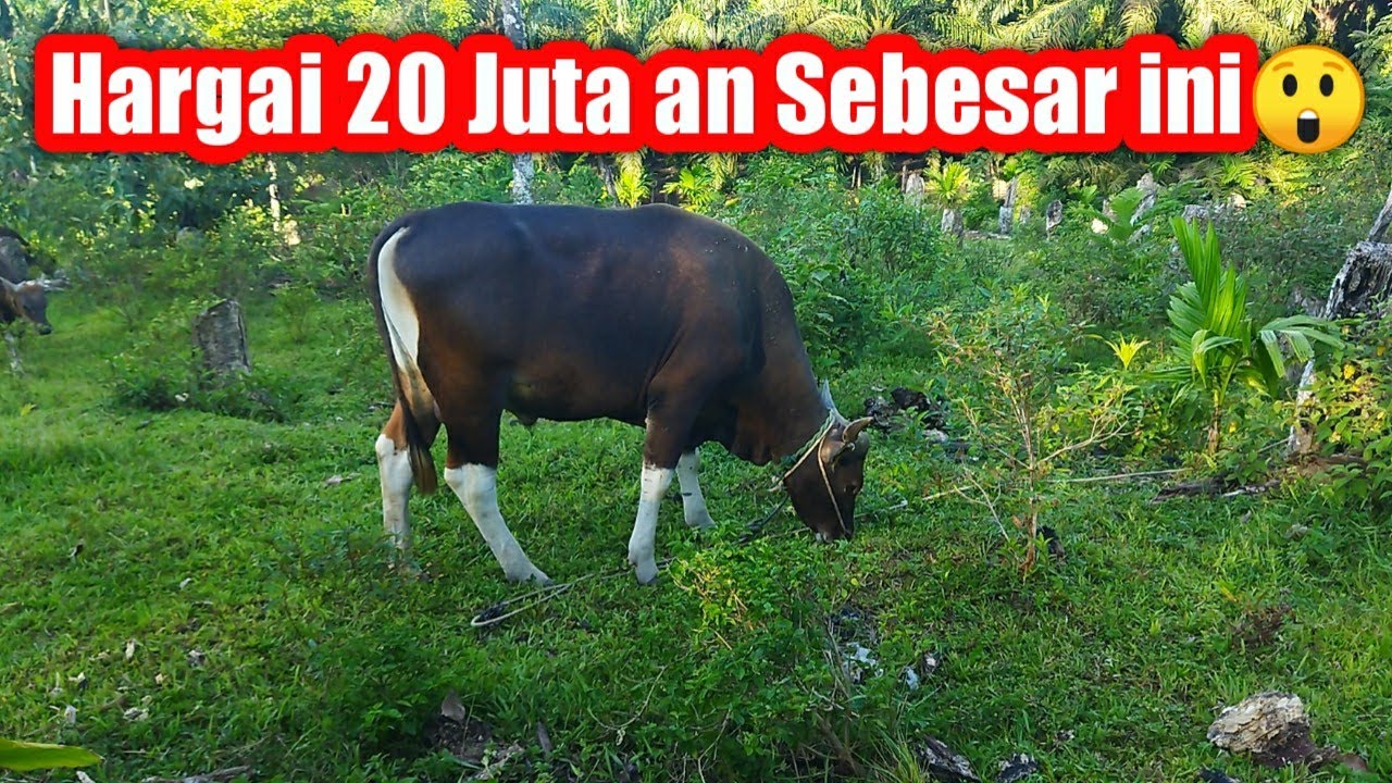 Sapi bali Jumbo bobot 400 - 500 kg Harga 20 juta an - YouTube