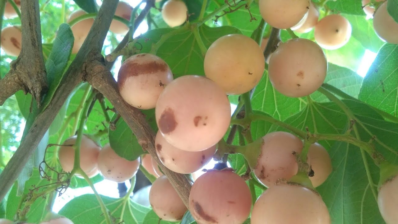 cordia dichotom fruit,modern plant,GUNDA,LASORA,..GUJARATI - YouTube