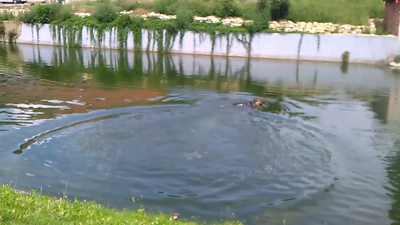 Koupání pod Řípem - YouTube