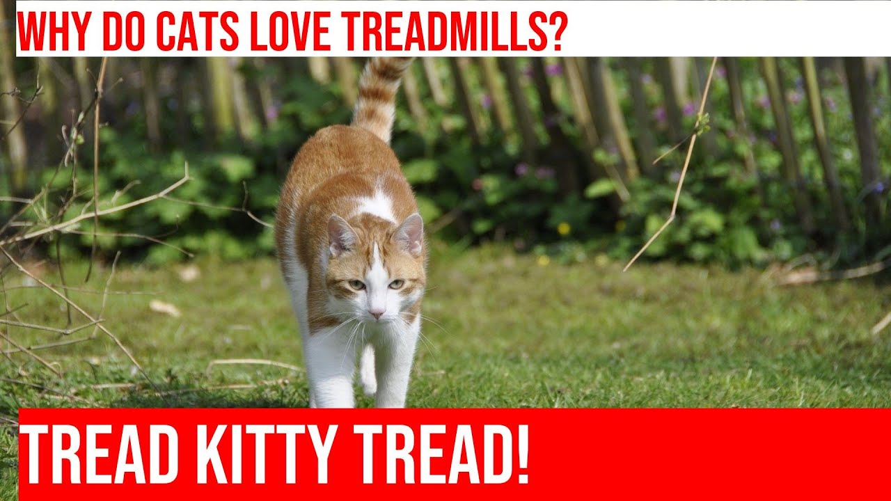 Tread Kitty Tread: Cats and Their Fascination with Treadmills - YouTube