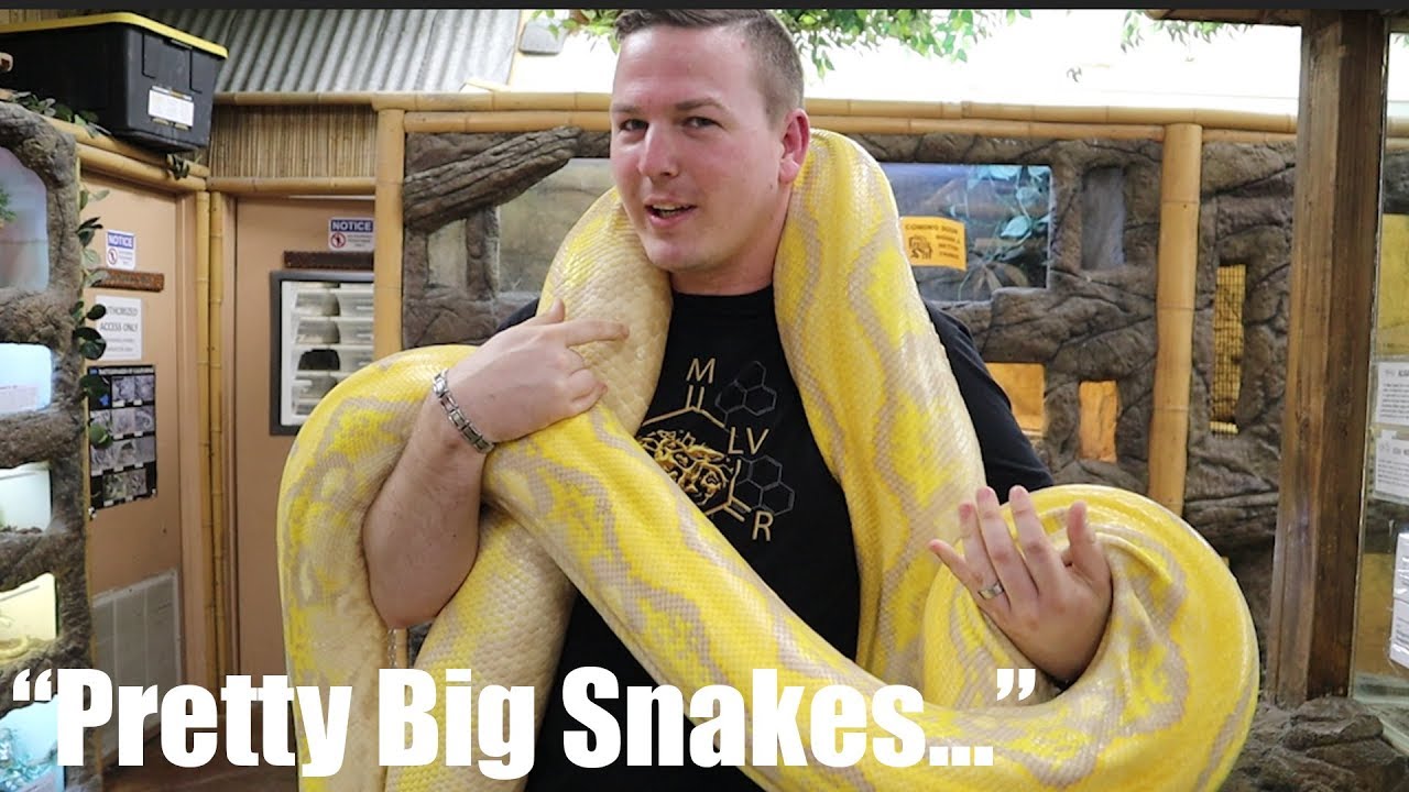 PRETTY BIG SNAKES... | Wrangling Giant Snakes at Prehistoric Pets ...