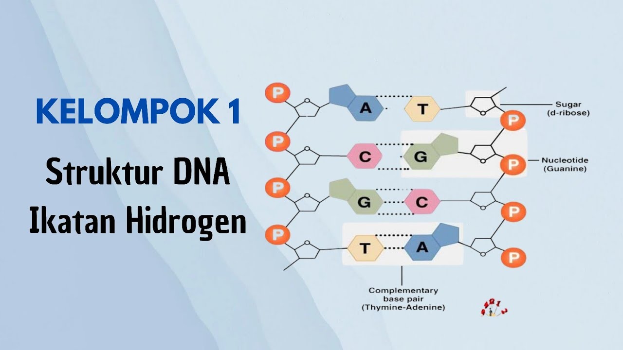 Struktur DNA Ikatan Hidrogen (Biologi) - YouTube
