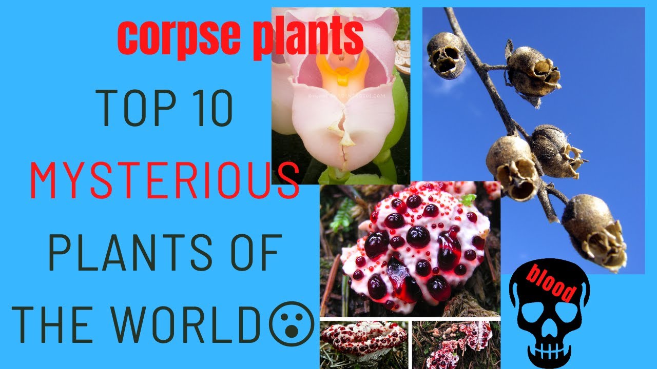 TOP 10 Mysterious plants of the World | Scary plants - YouTube
