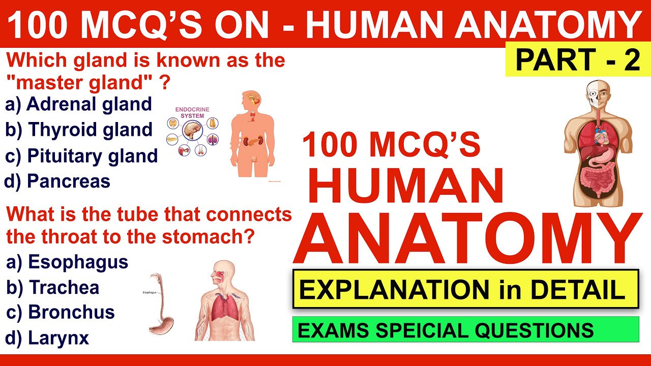 100 anatomy quiz question and answers | part 2 | mcqs on anatomy ...