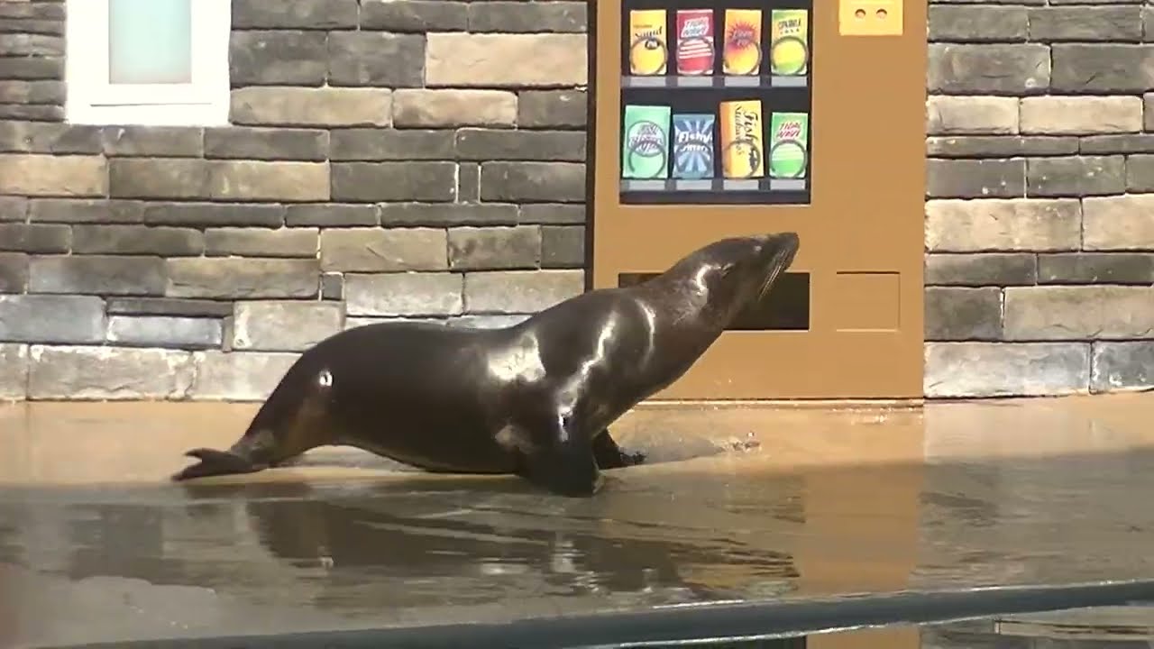 Sea Lion Training Session - July 13, 2022 - SeaWorld Orlando - YouTube