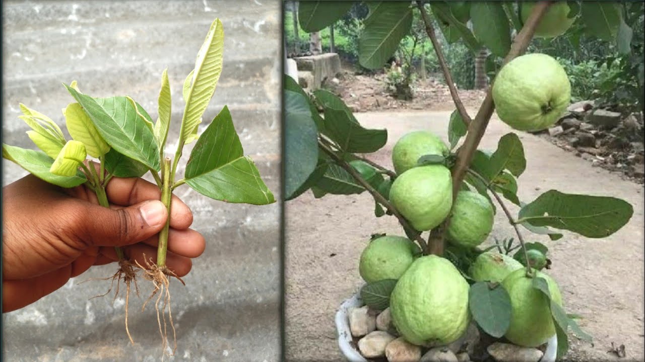 Simple method grow guava cuttings - YouTube
