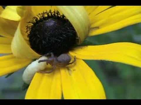 Crab spider versus grub - YouTube