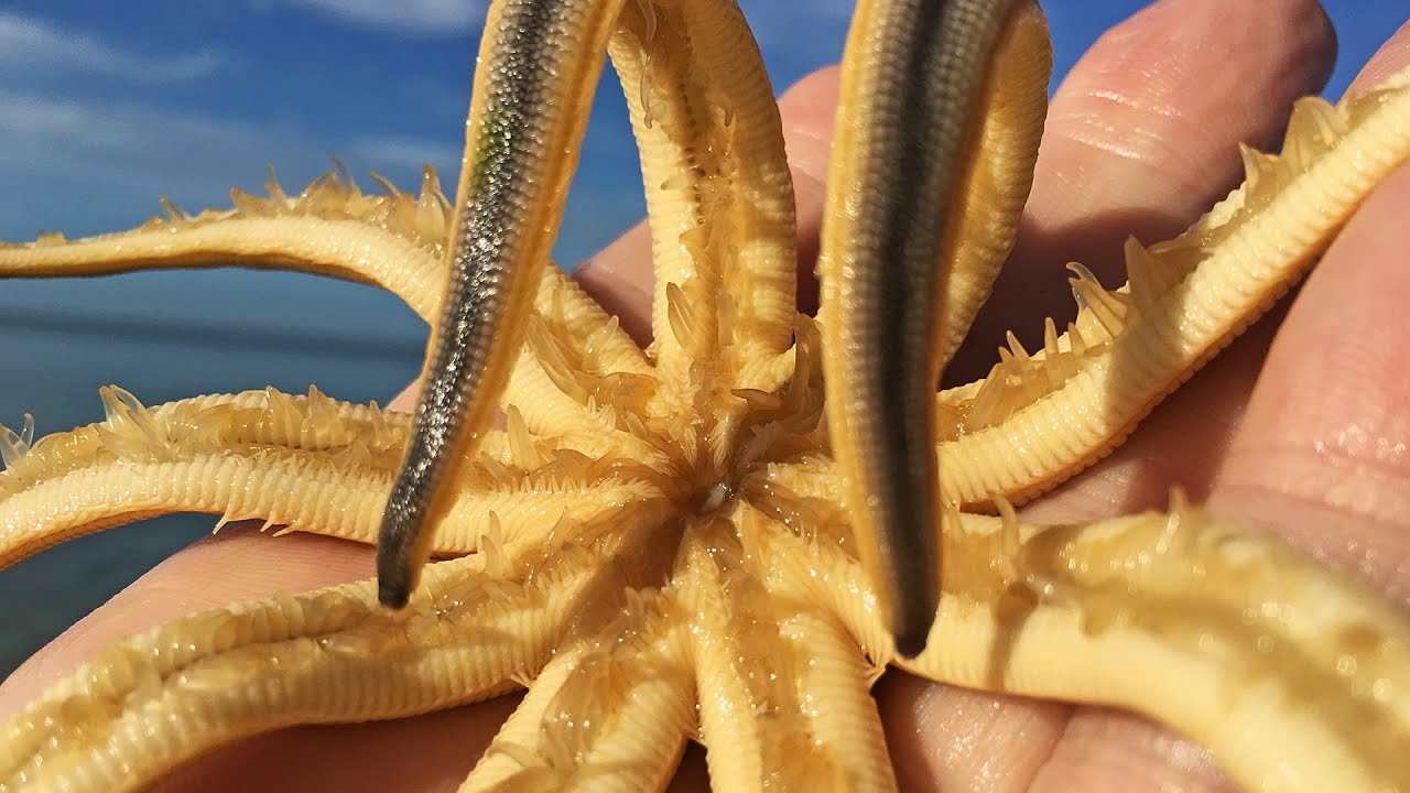 Close-up Look at the Nine-Armed Sea Star (starfish) - YouTube