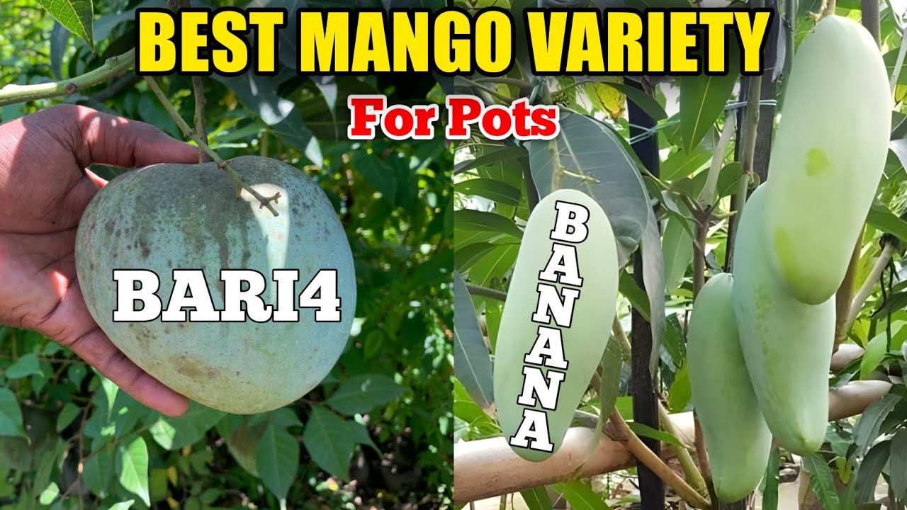 Best Mango Variety For Pots (IN HINDI) Banana Mango | Bari 4 Mango ...