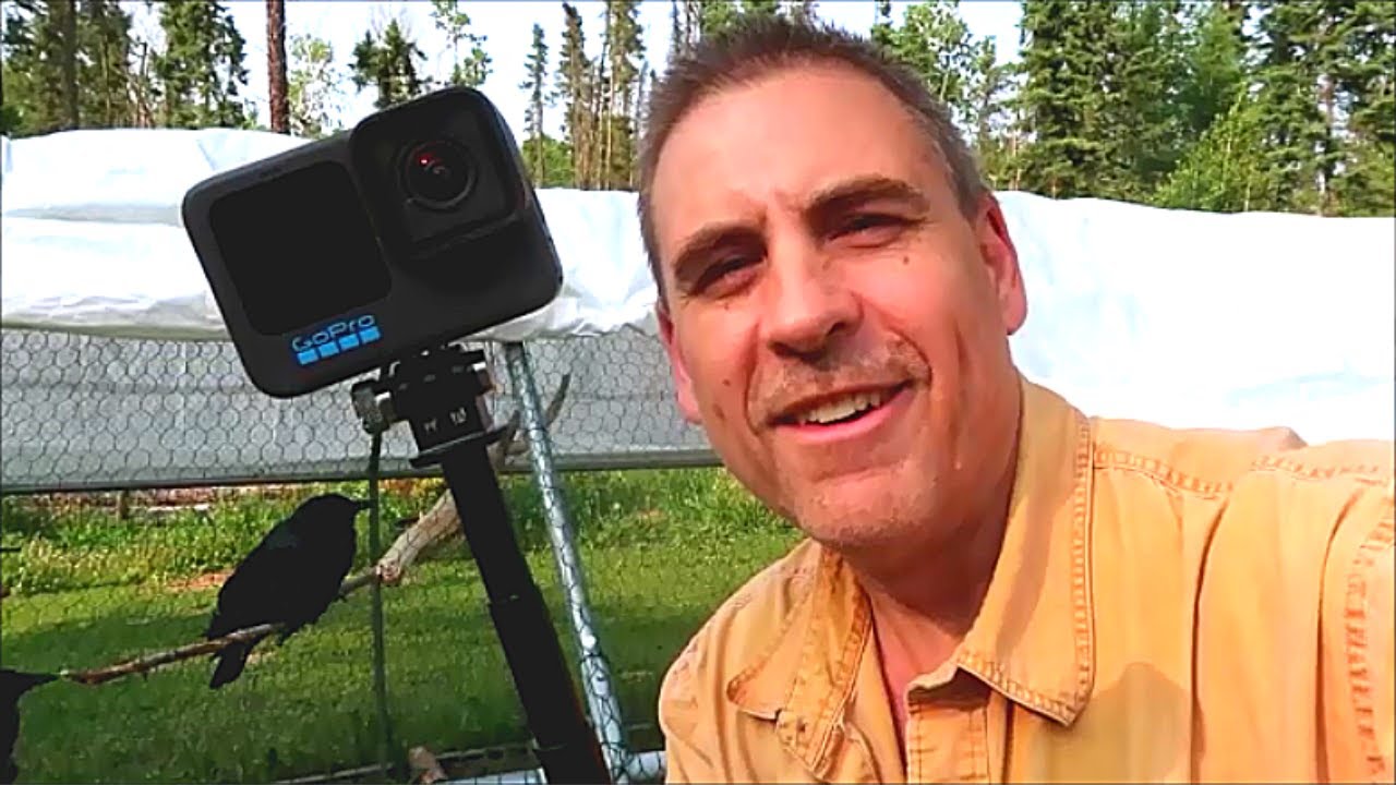 Using the GoPro to film the birds - YouTube