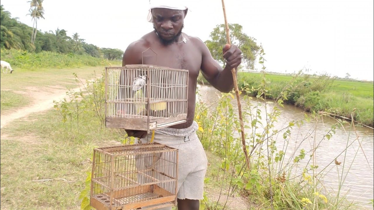 Catching Birds Easy With Gamma Cherry Mix With Sugar (BezeHunting ...