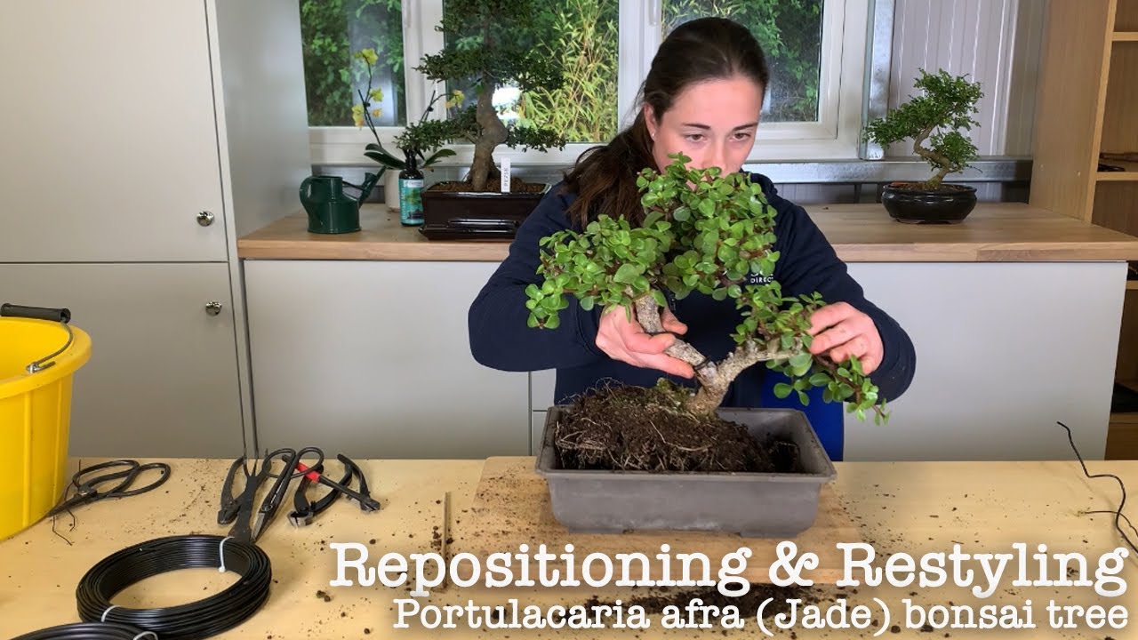 🌿Training a Jade Bonsai with Bonsai Direct🌿 - YouTube