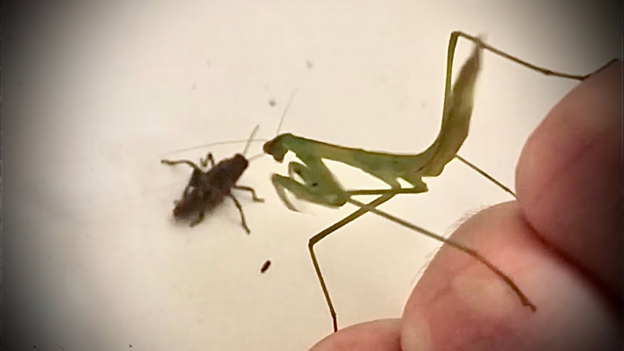 Fierce Mantis Catches Grasshopper On Hand - YouTube