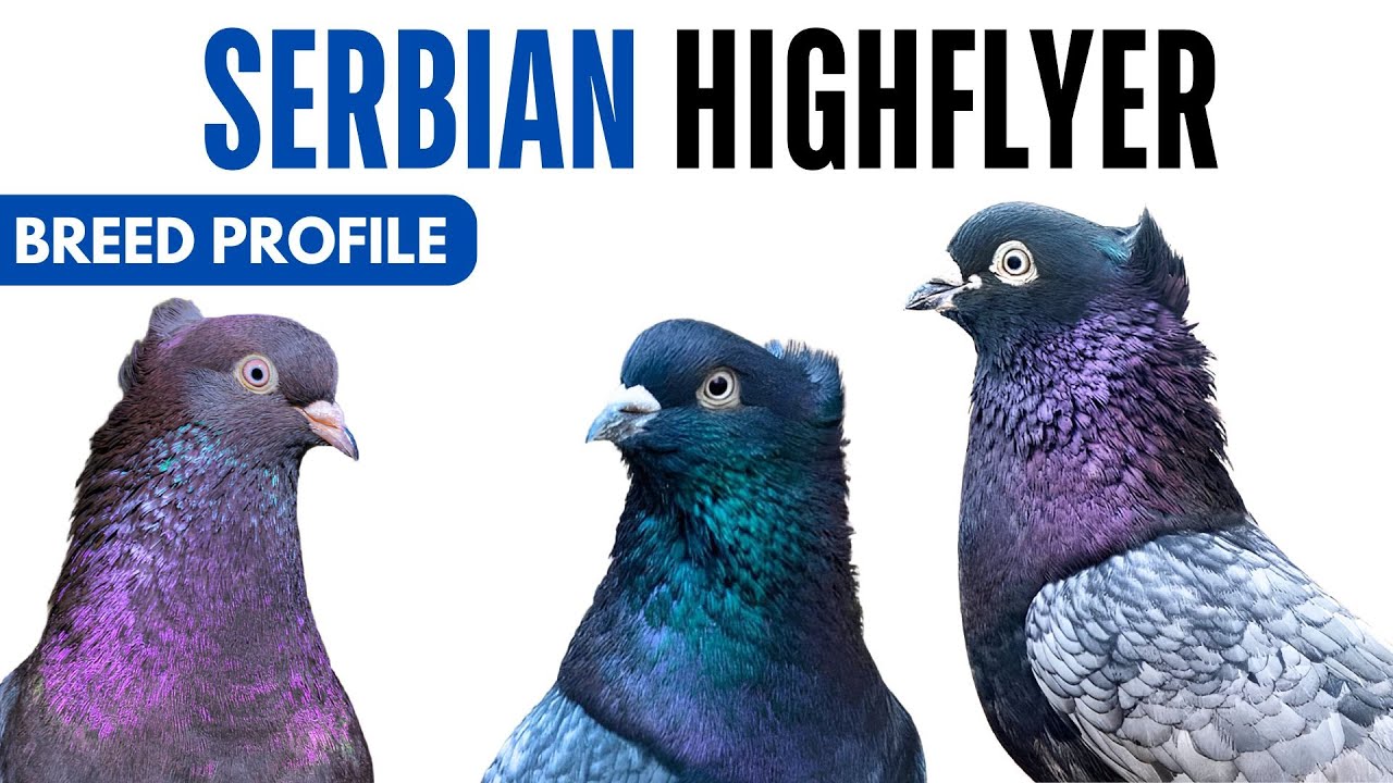 Serbian Highflyer Pigeon Breed Profile - History - Serbian Highflyer ...