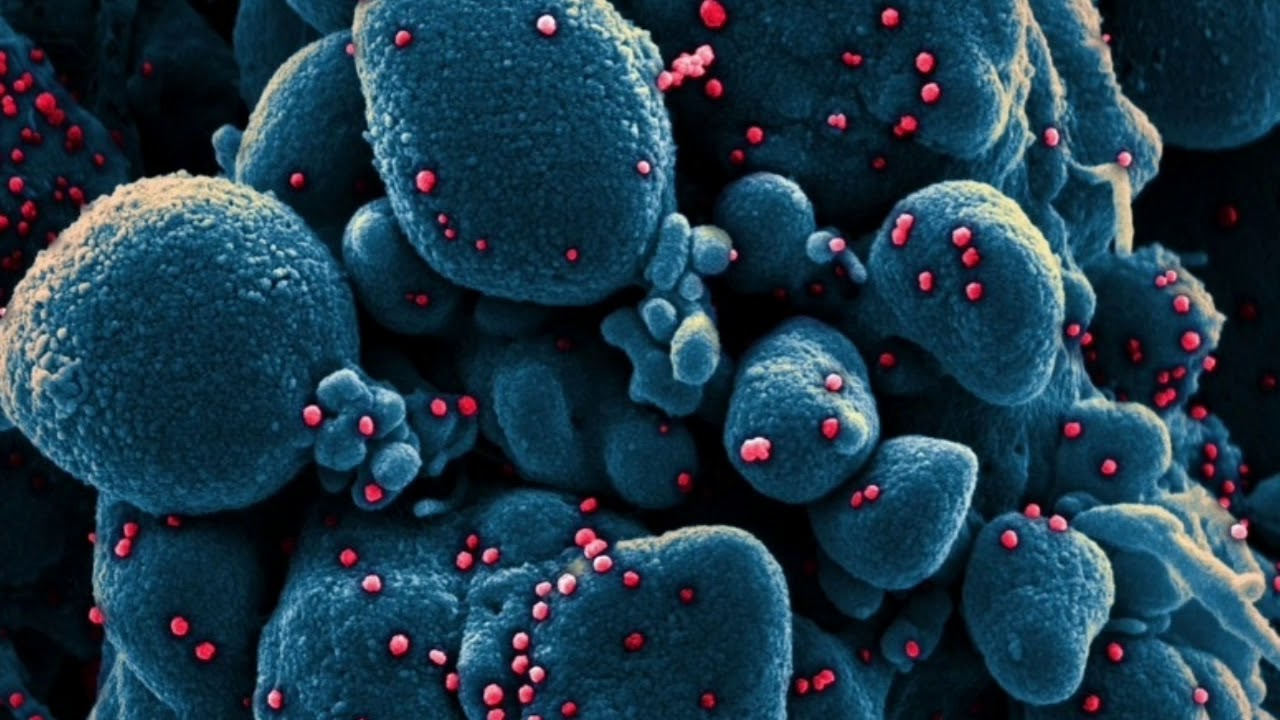 Corona virus real image and video - YouTube
