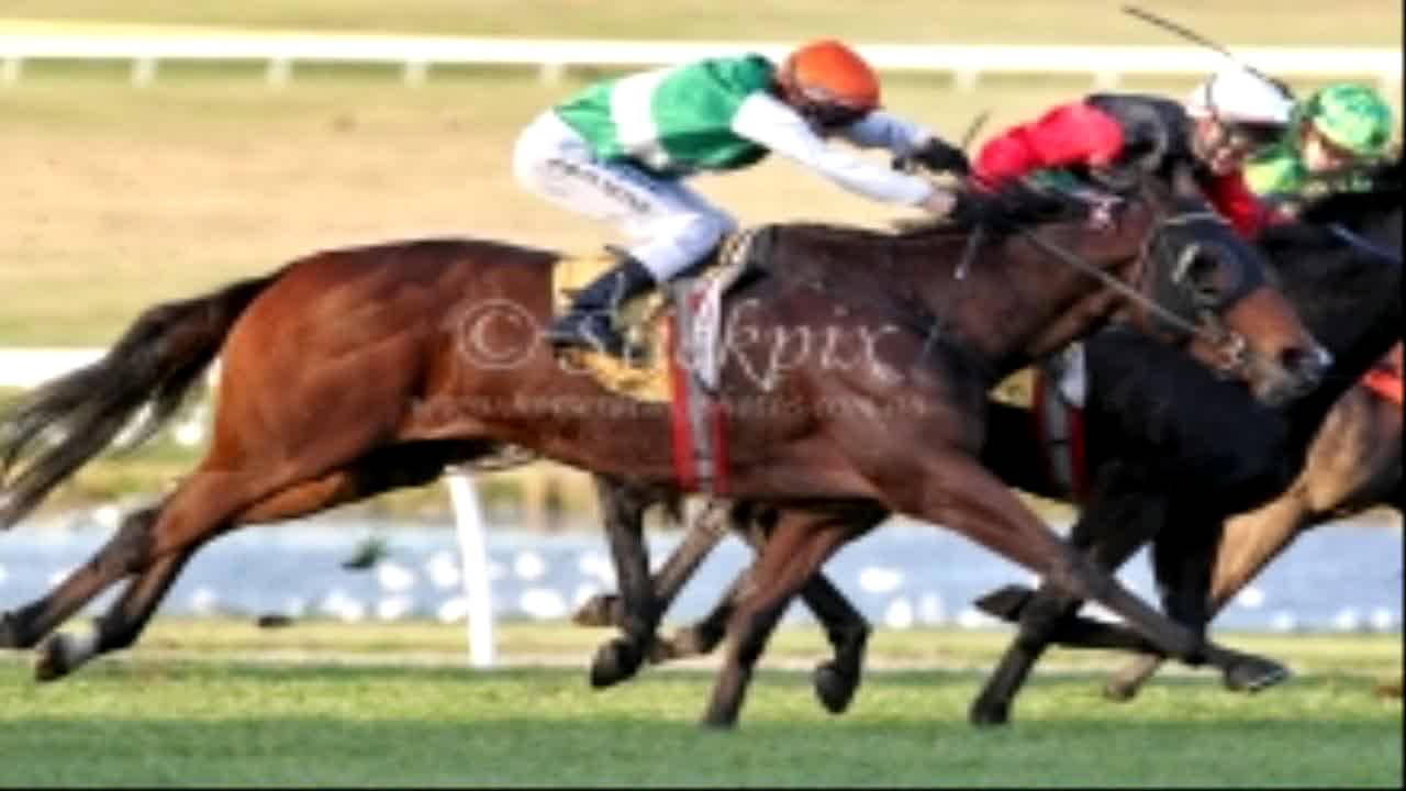 Live Horse Racing Results - YouTube