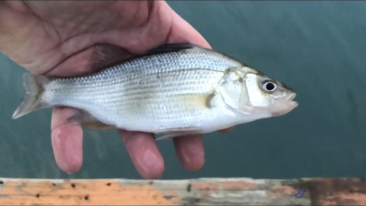 Fishing for White Perch - Lifer 83 - plus RED COHO! - YouTube