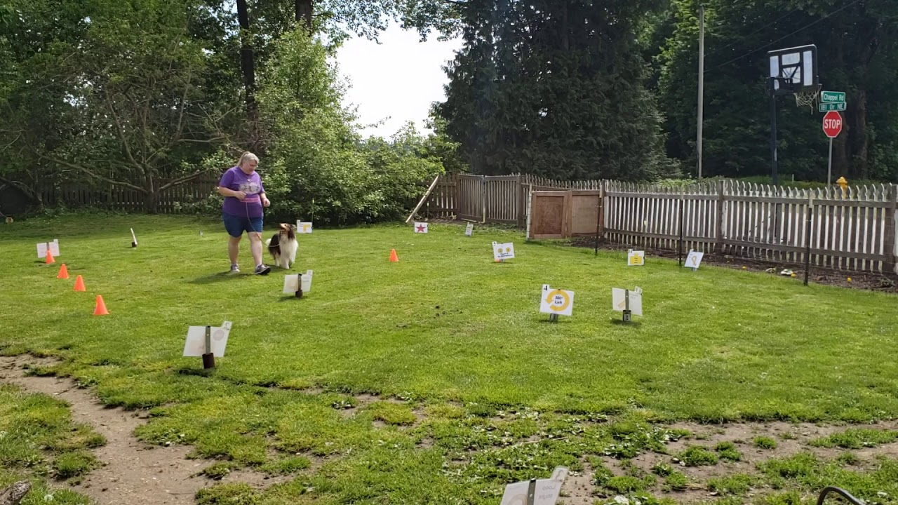 Rolo Rally course AKC RNV4 - YouTube