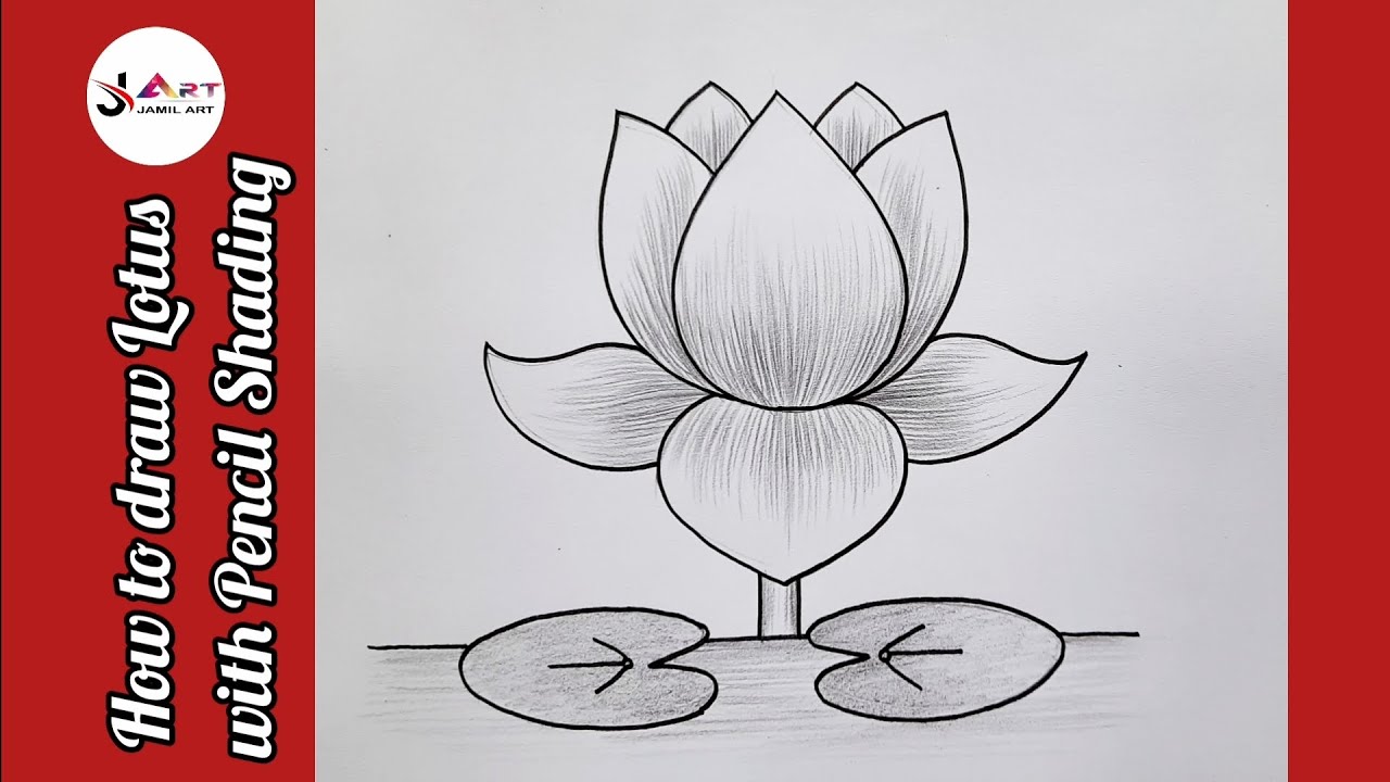 Pencil art flower | Easy drawing lotus | Shading drawing easy - YouTube