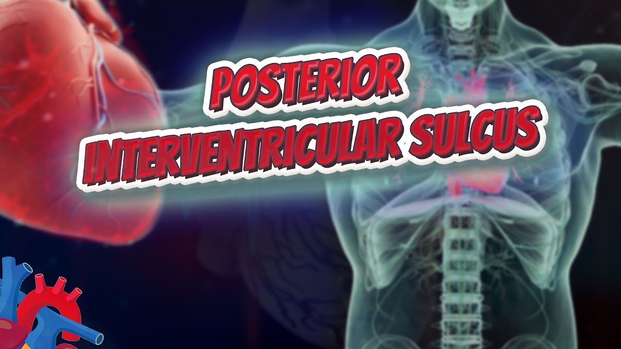 Posterior interventricular sulcus - Human Heart and Cardiology ️ ️ ️🔊 ...