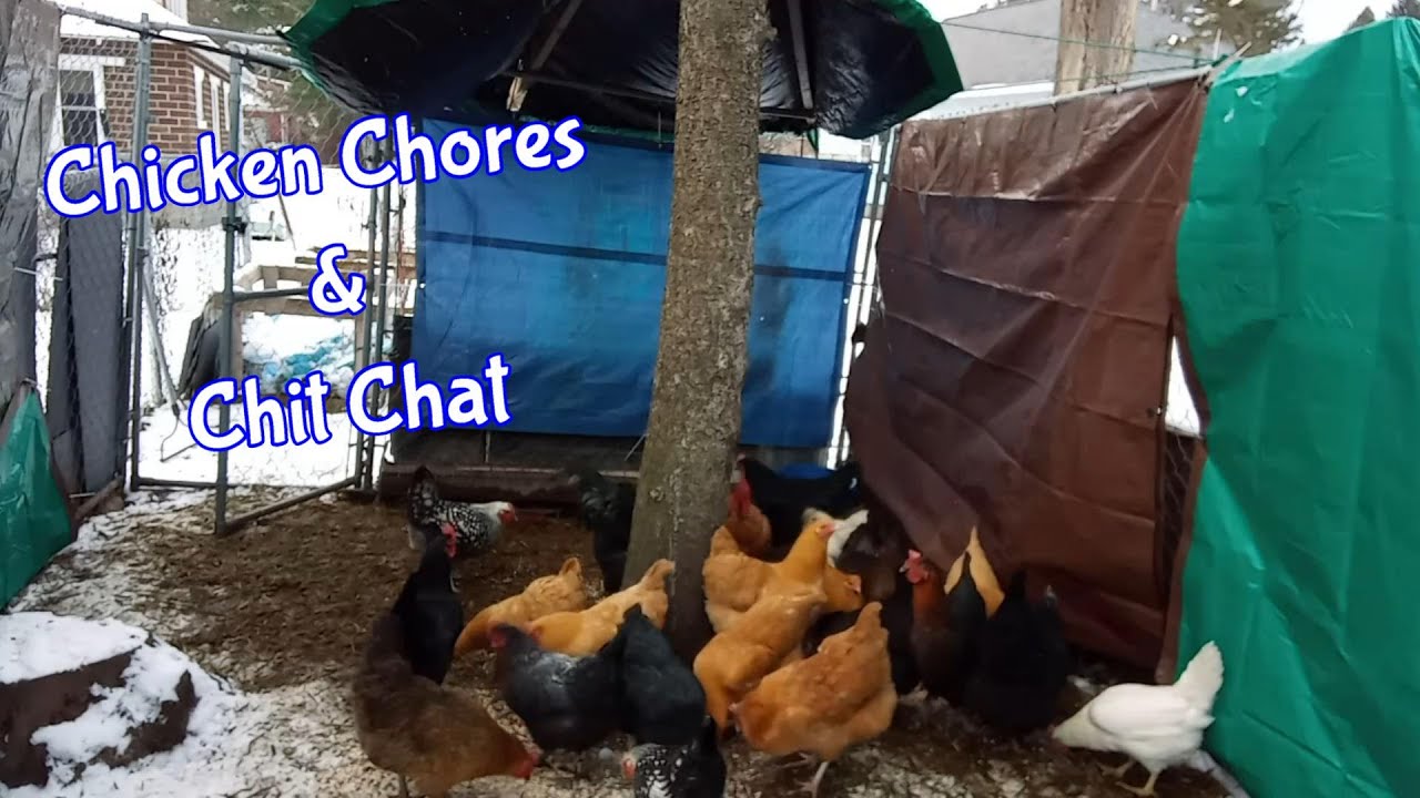 Chicken Chores & Chit Chat - YouTube