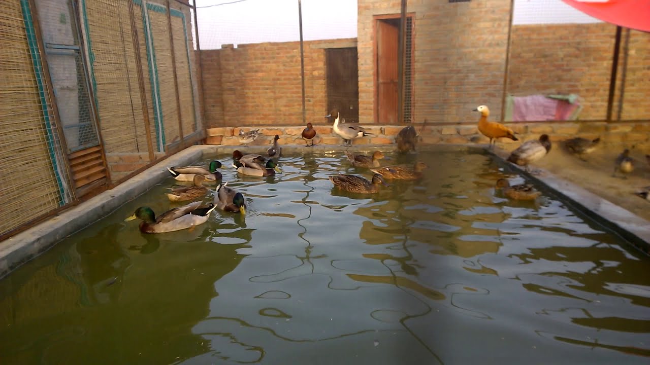 Ducks Farming in Pakistan | Murghabi Kesi Hoti Hai | You Bird Tv - YouTube