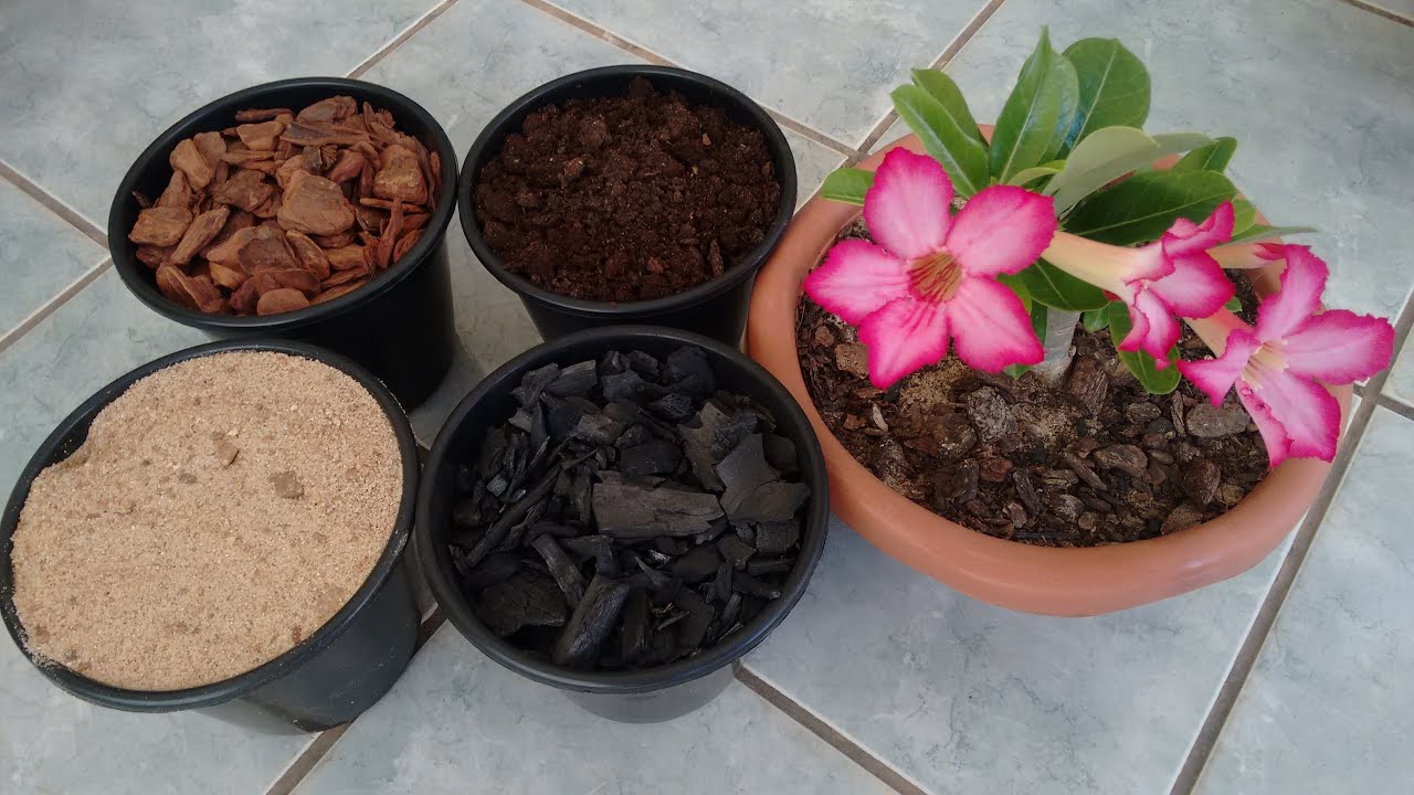 Substrato Para Rosa Do Deserto: Como Fazer. - YouTube