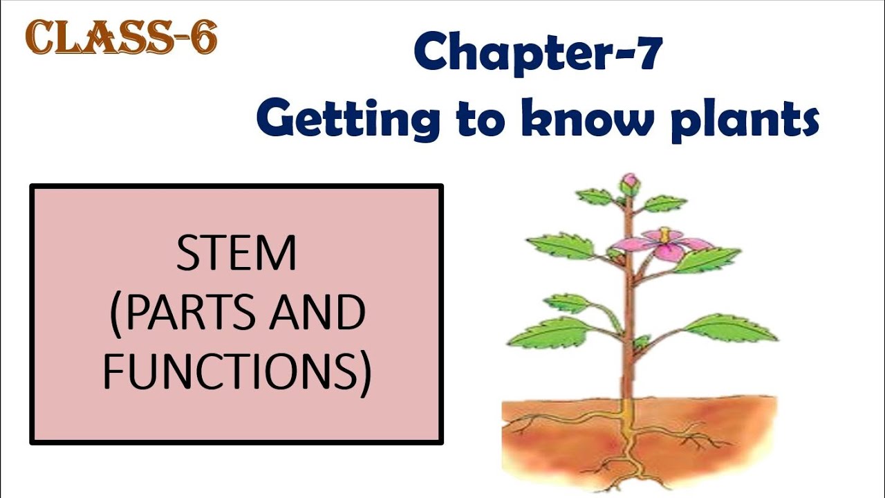 Stem Parts And Functions Chapter 7 Getting To Know Plants Stem Parts And Functions Chapter 7 Getting To Know Plants