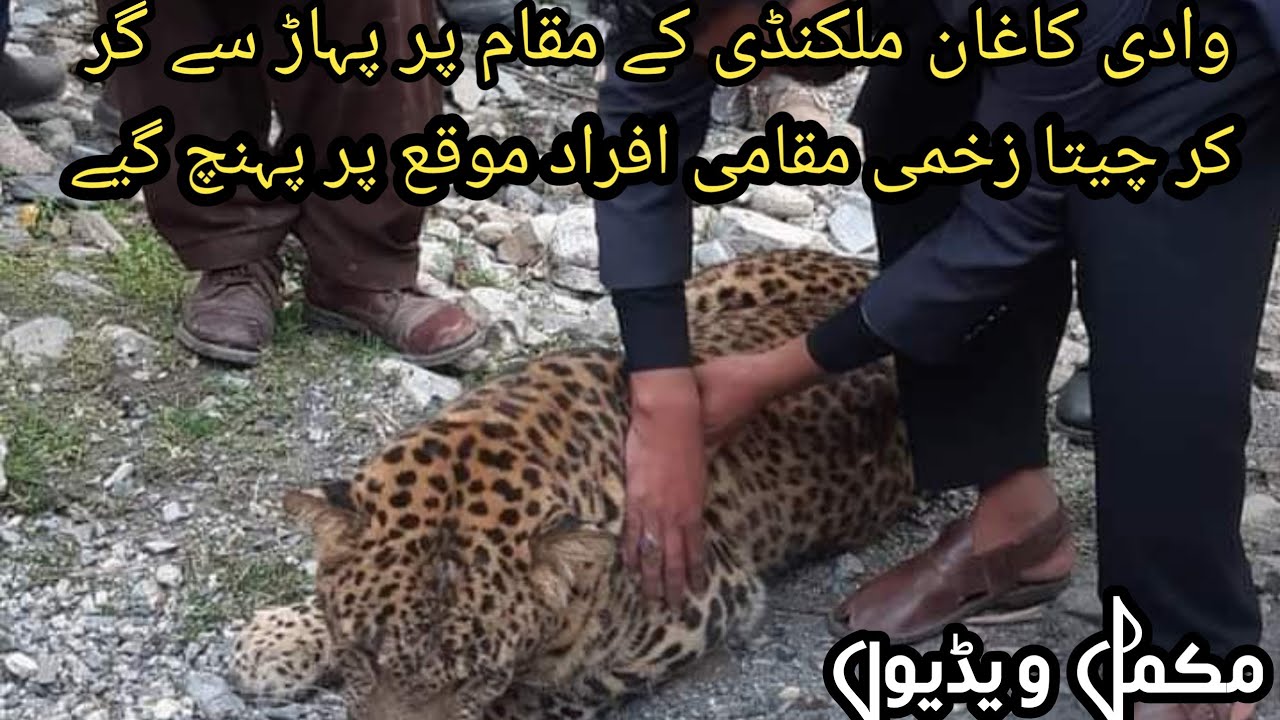 Injured Tiger On Naran Kaghan Road In Malkandi |Mansehra kaghan Valley ...