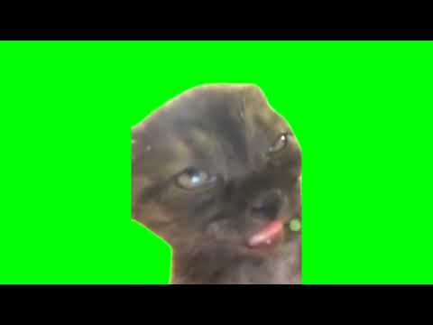 Sleepy Cat Meme Green Screen / Uyuyan Kedi Yeşil Perde #shorts #cat