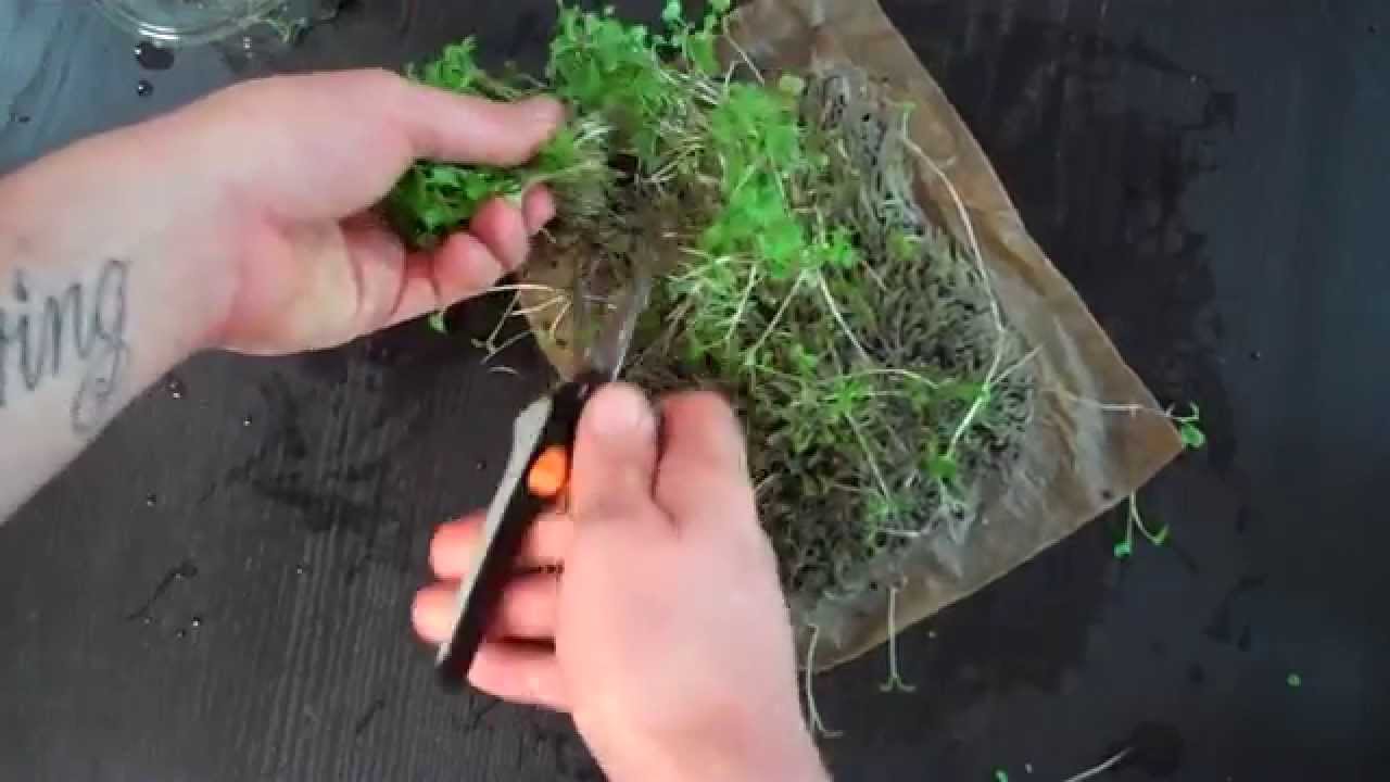 How to Grow Micro Greens Inexpensively at Home - Part 3 - YouTube