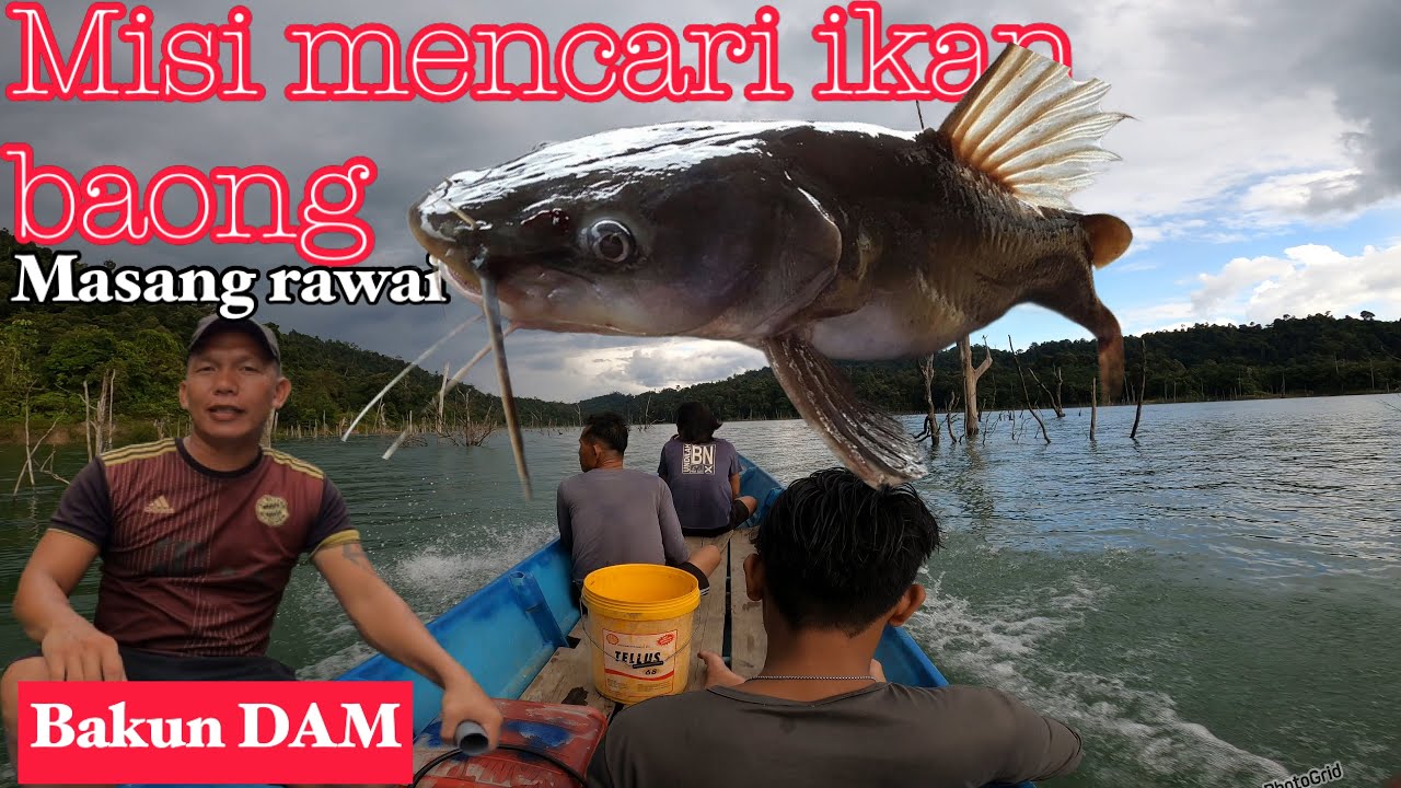Memasang pancing rawai dan memasang umpan rawai di hulu sungai bakun ...