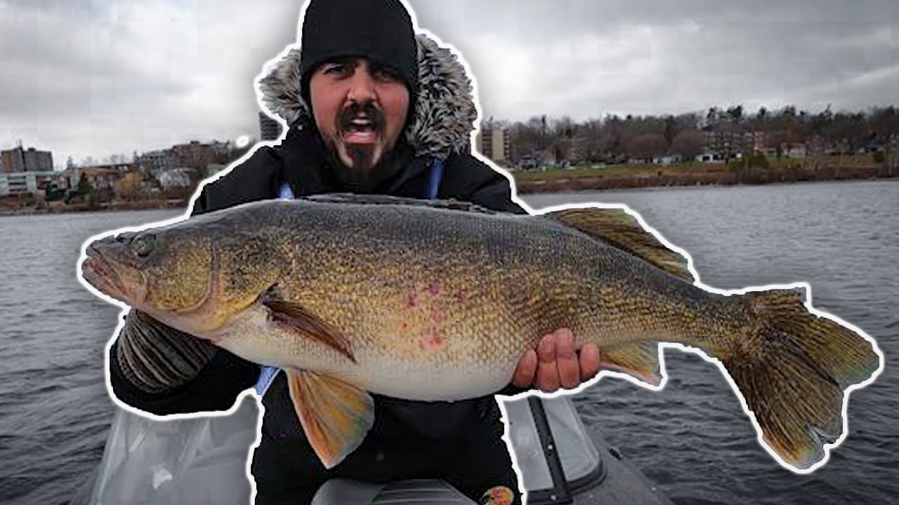 14 Pound Walleye On Lake Simcoe! - YouTube
