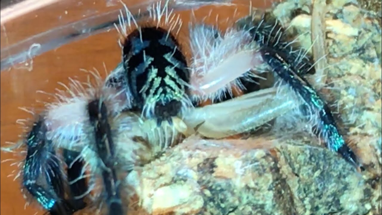The Worlds Most Beautiful Tarantula! *Feeding Video* - YouTube