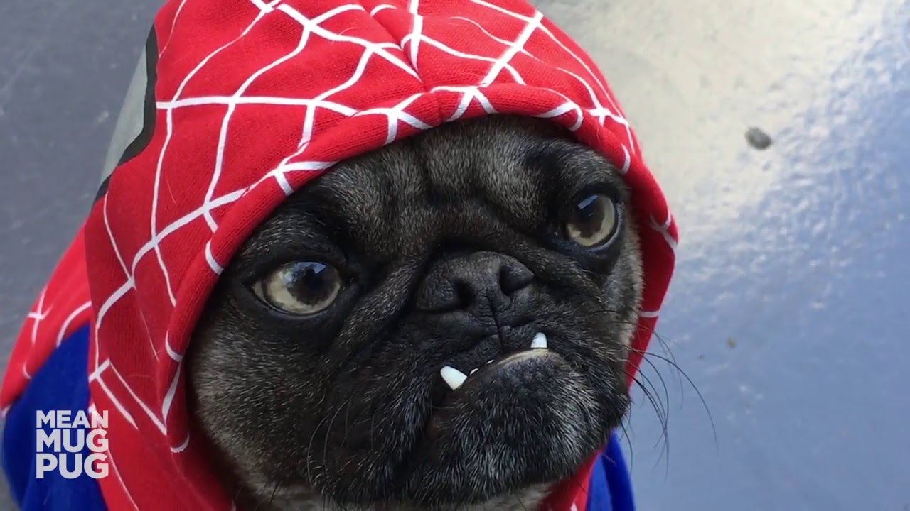 Spider-Pug - Mean Mug Pug - YouTube