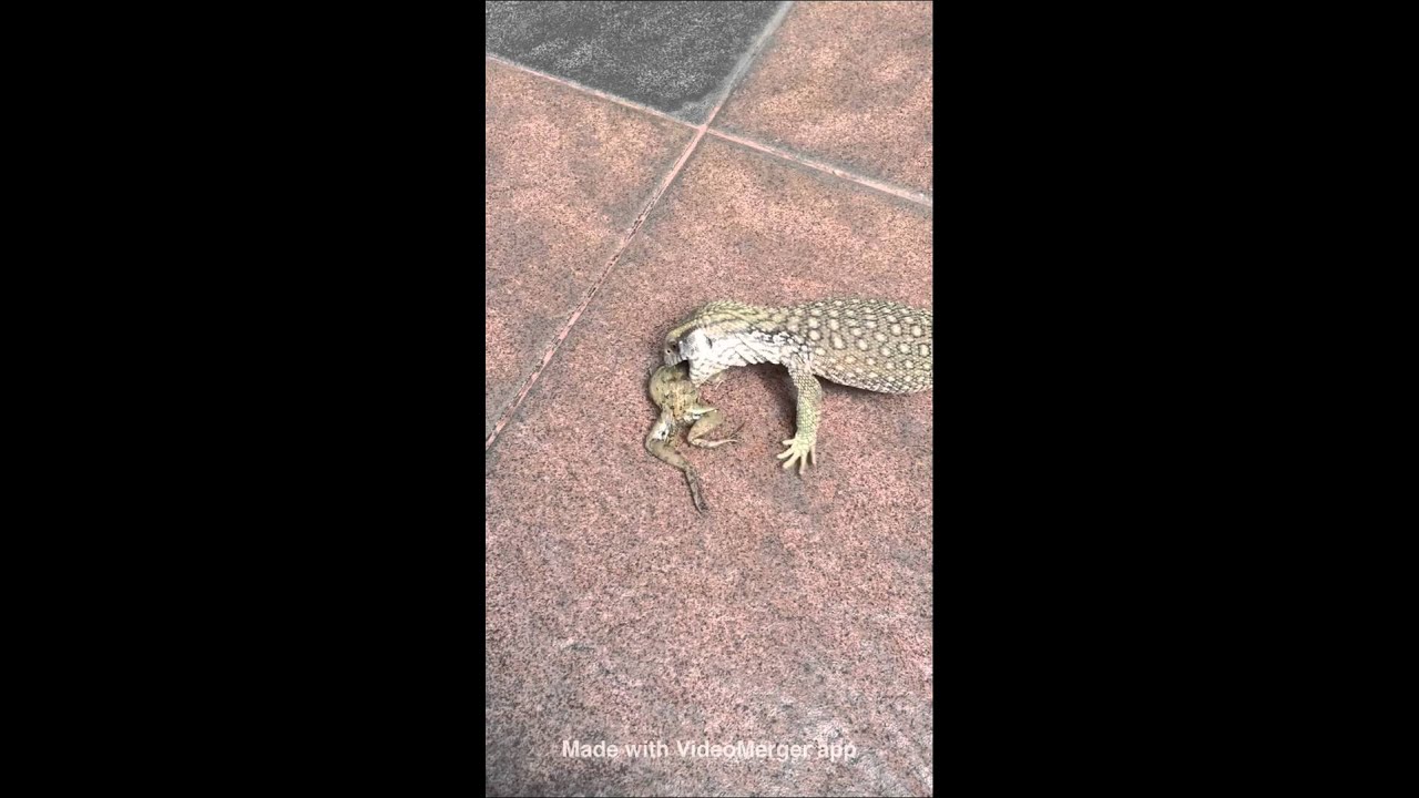 Savannah monitor eats frog - YouTube