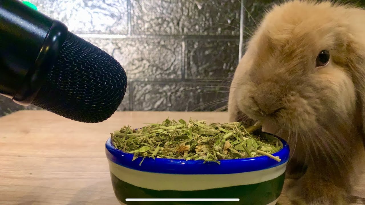 [ASMR] 4K Rabbit Eating Alfalfa Hay - YouTube