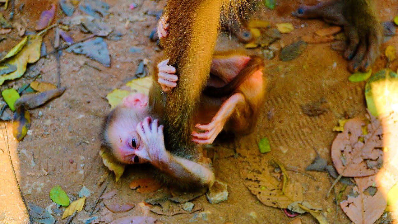 Best Video Clip Of Mother Denied Milks To Her Adorable Baby Monkey On ...