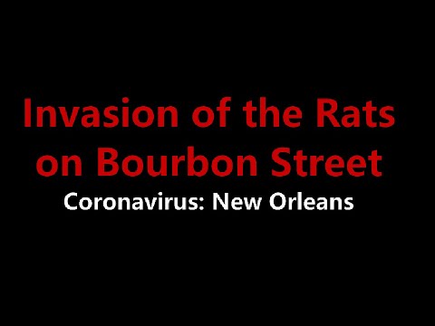 THE OUTBREAK OF RATS AND THE INVASION OF BOURBON STREET IN NEW ORLEANS ...